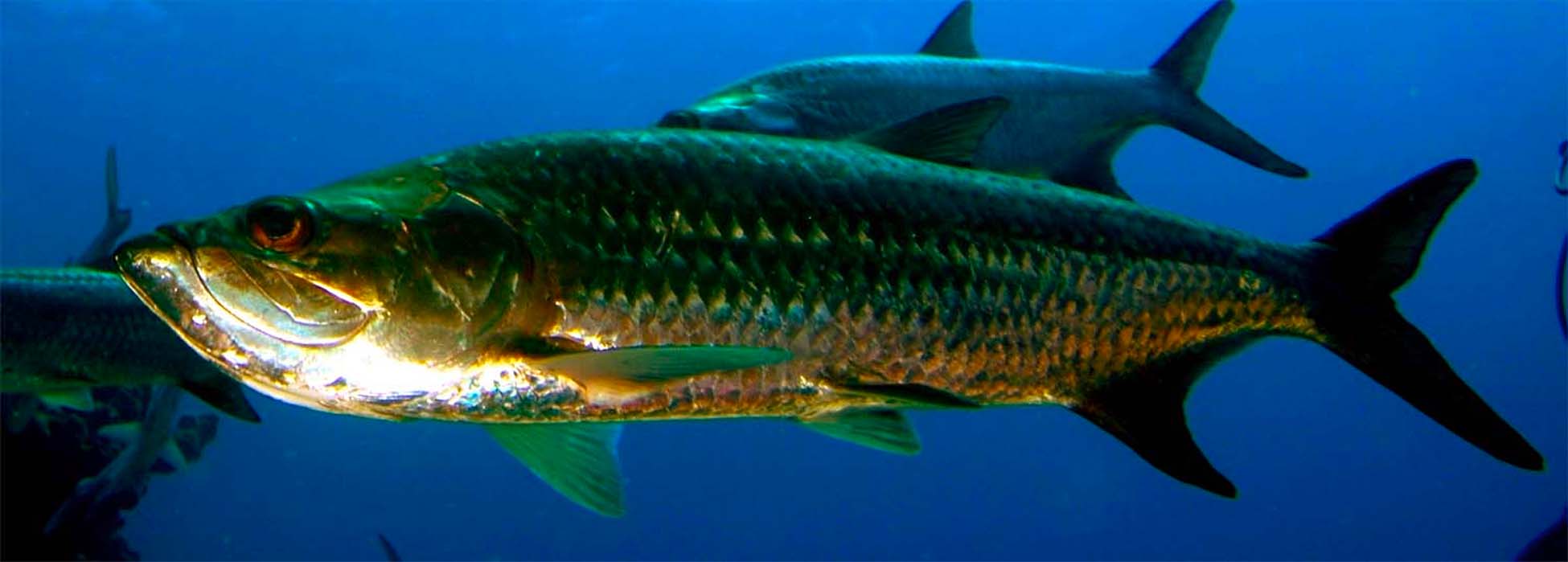 Tarpon » Capt. Brian Caudill – Inshore Fishing Charters